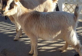 Goat Breeds Archives - Page 3 of 8 - Goat Journal